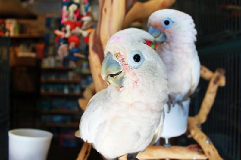 Ten Reasons To Love The Animal Company Noe Valley Times